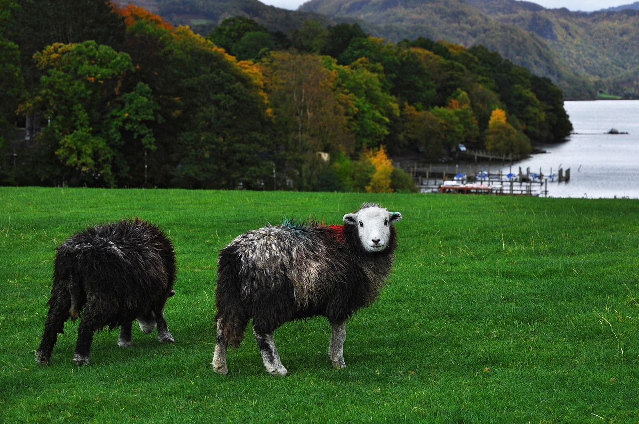 Sheep England Cumbria - Free photo on Pixabay - Pixabay