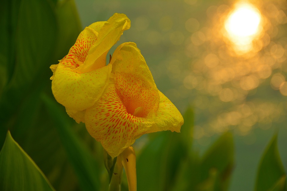 Canna Flower Orchid - Free photo on Pixabay - Pixabay