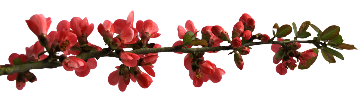 10+ kostenlose Blumen Png & Png Fotos - Pixabay