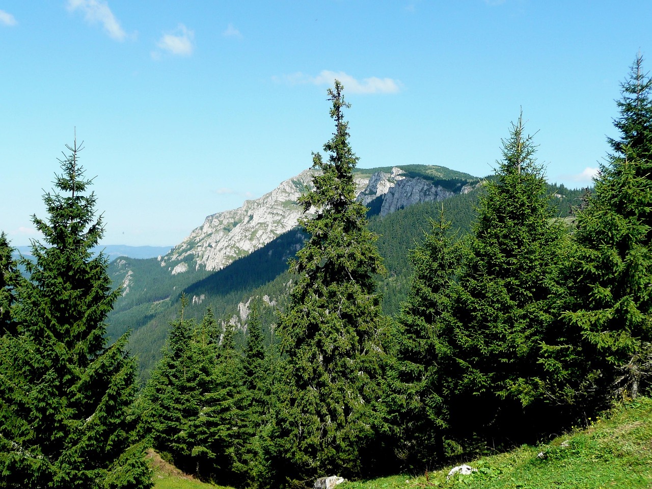 Transilvania Bosque Pino Montañas - Foto gratis en Pixabay - Pixabay