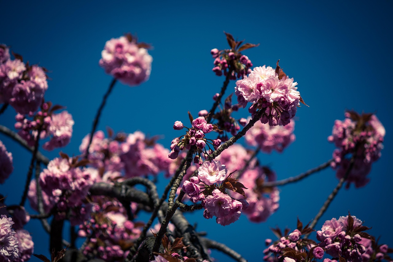 Japanese Cherry Prunus Serrulata - Free photo on Pixabay - Pixabay