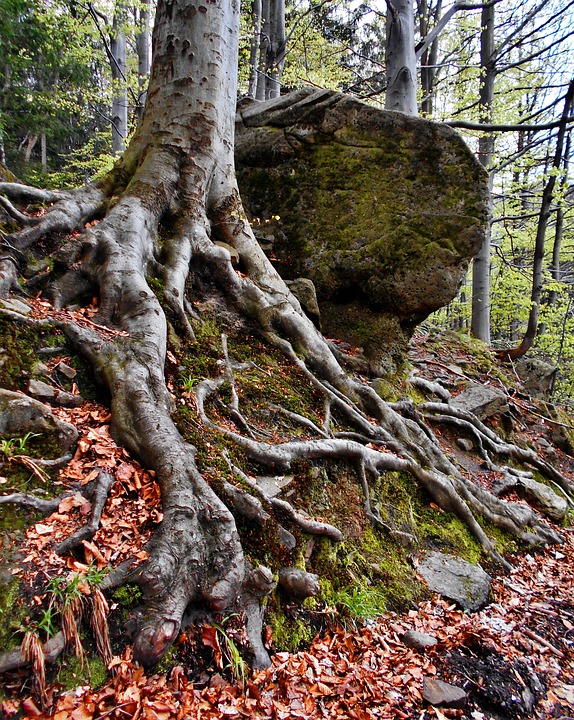 The Roots Of Mountains Stone - Free photo on Pixabay