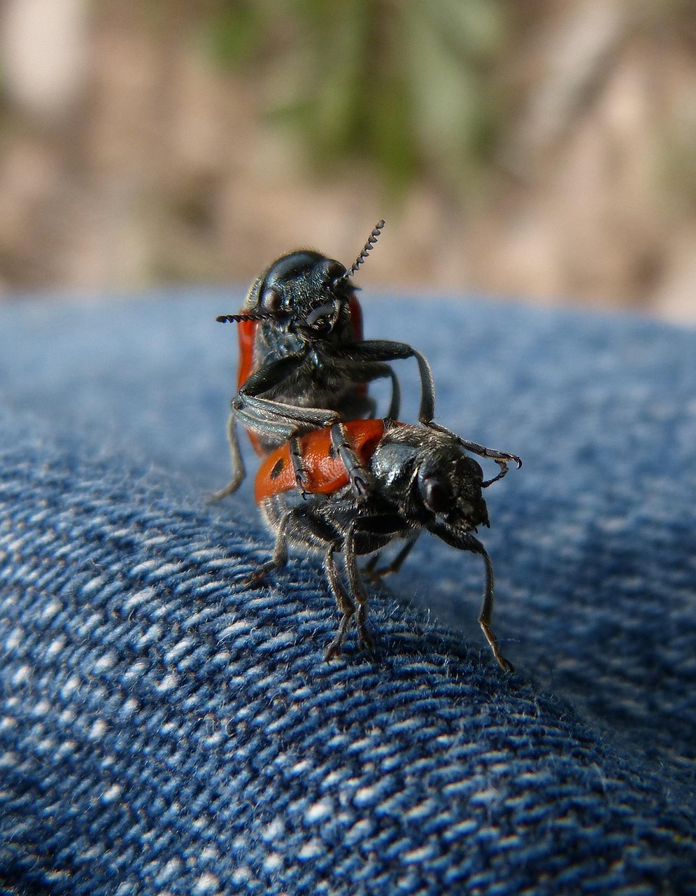 Parning Kopulation Insekter - Gratis foto på Pixabay - Pixabay