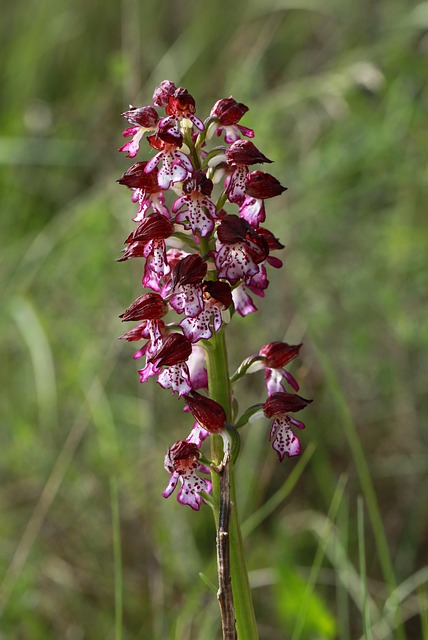 Orchidee Wild Natuur Wilde - Gratis foto op Pixabay