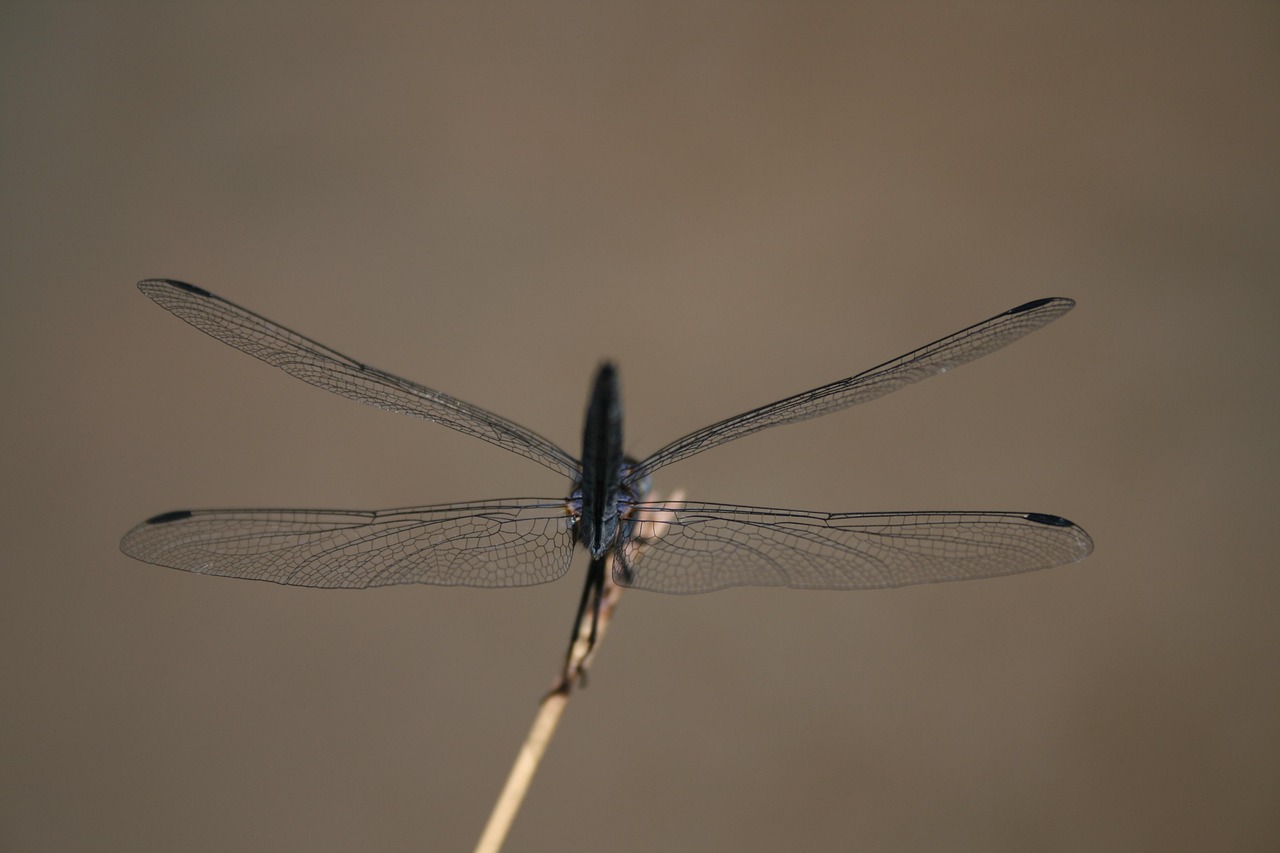 Dragonfly Water River - Free photo on Pixabay - Pixabay