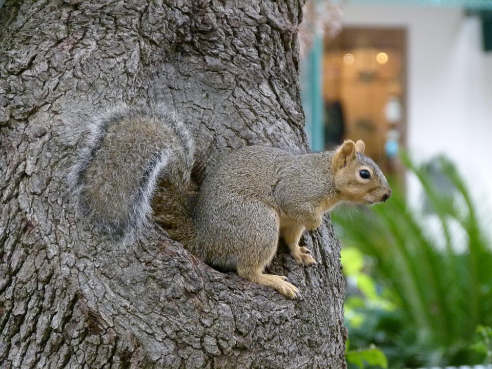 Squirrel Animal Possierlich - Free photo on Pixabay - Pixabay