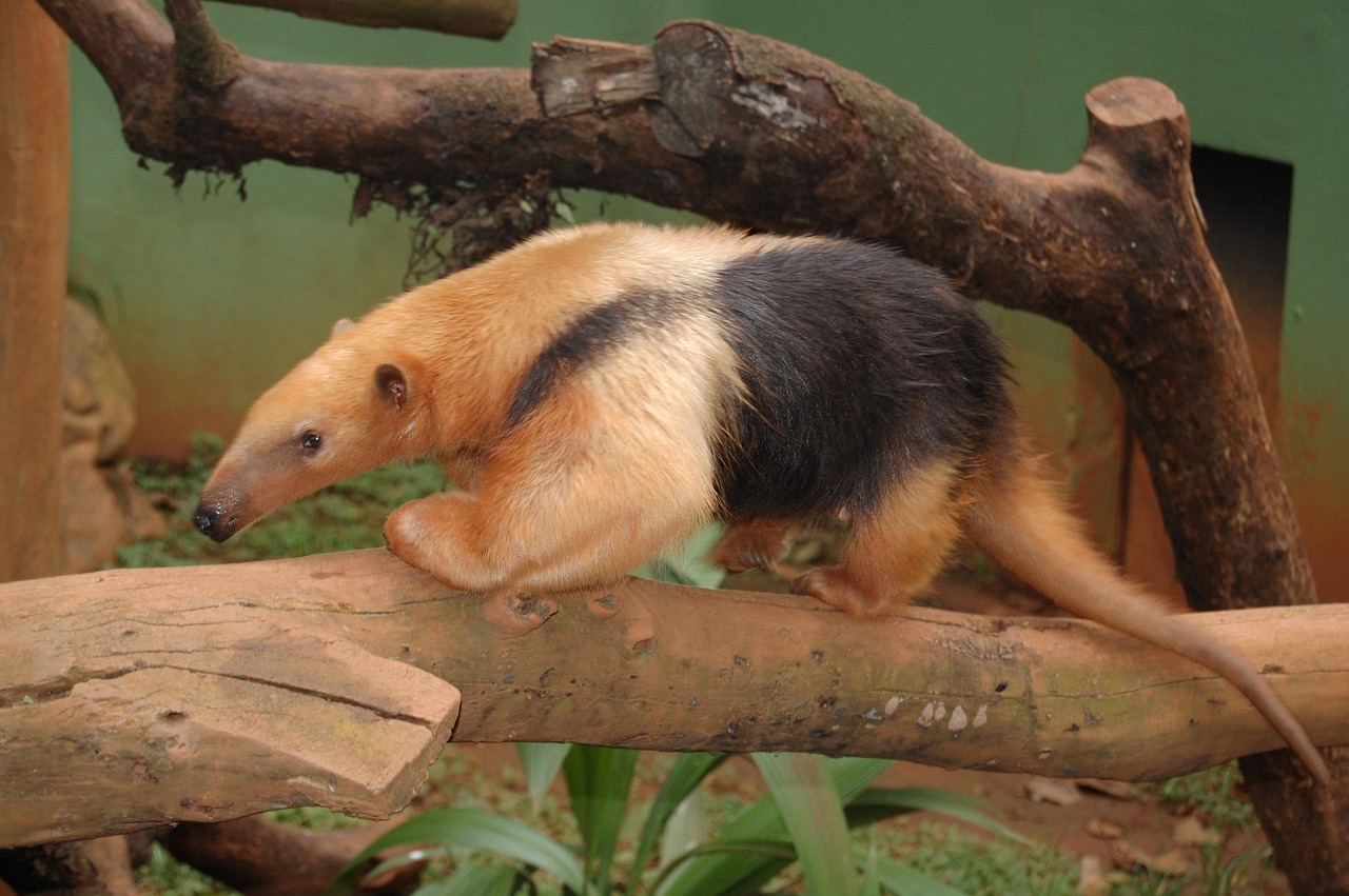 60+ Free Anteaters & Echidna Images - Pixabay