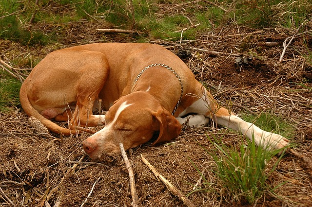 Hunting Dog Nature Animal - Free photo on Pixabay