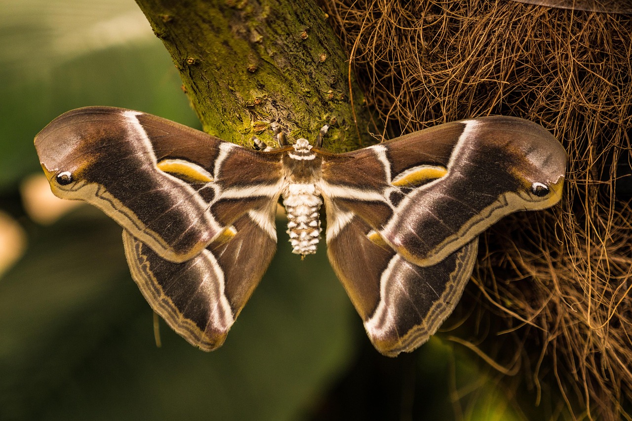 Mariposario Benalmádena Mariposa - Foto gratis en Pixabay - Pixabay