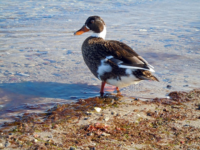 Pato Playa Agua Ave - Foto gratis en Pixabay - Pixabay