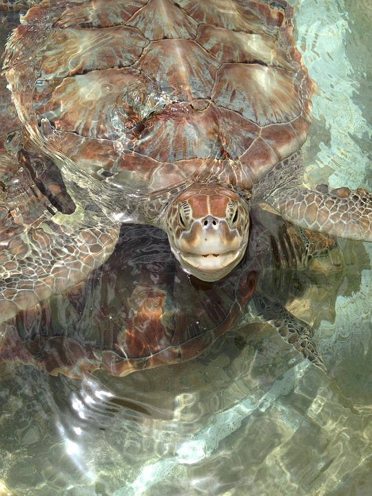Tortugas De Mar - Foto gratis en Pixabay - Pixabay