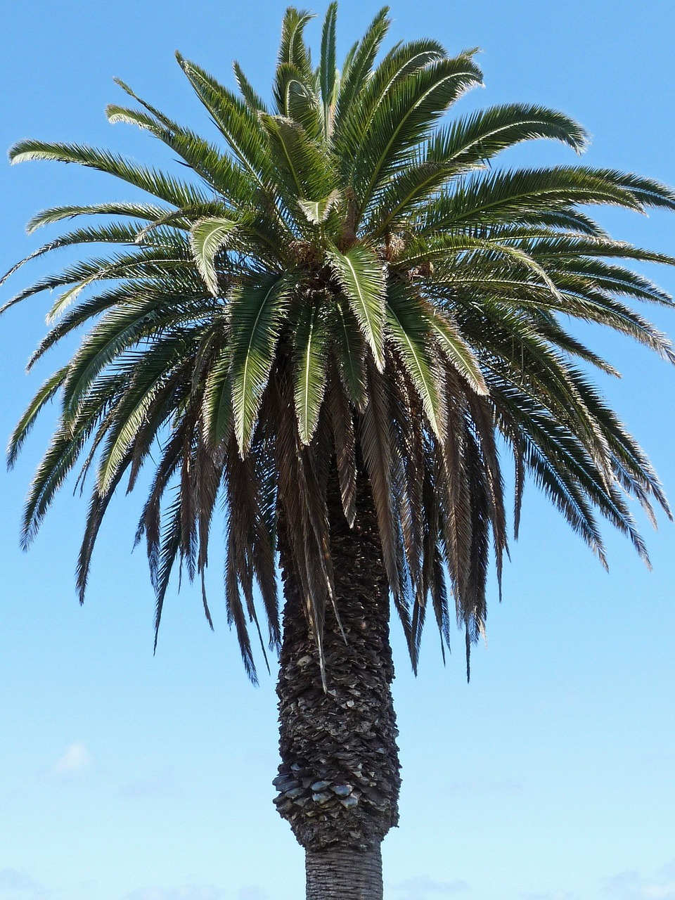 Palmera Cielo - Foto gratis en Pixabay - Pixabay