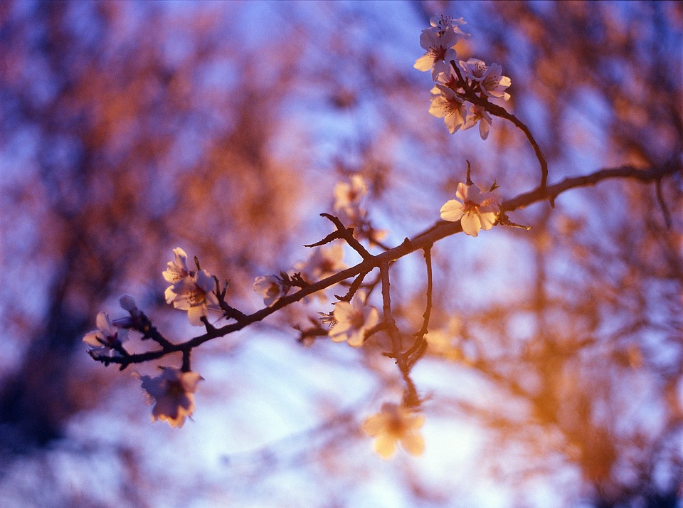 Almond Blossom Purple Sunset - Free photo on Pixabay - Pixabay