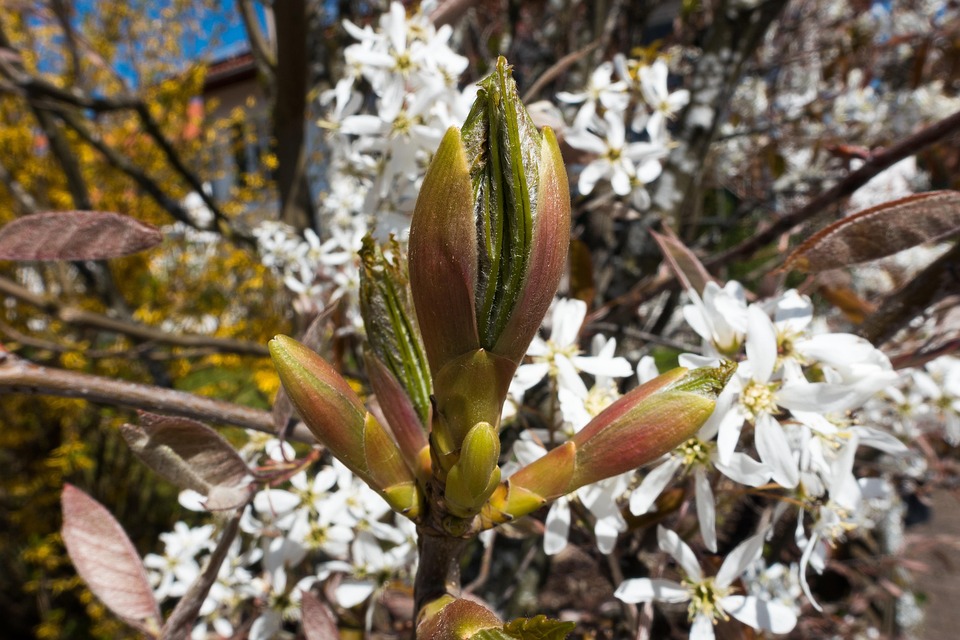 Rock Pear Leaf Bud Amelanchier - Free photo on Pixabay