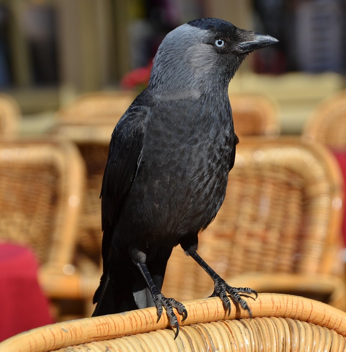 Cuervo Pájaro Animal - Foto gratis en Pixabay - Pixabay