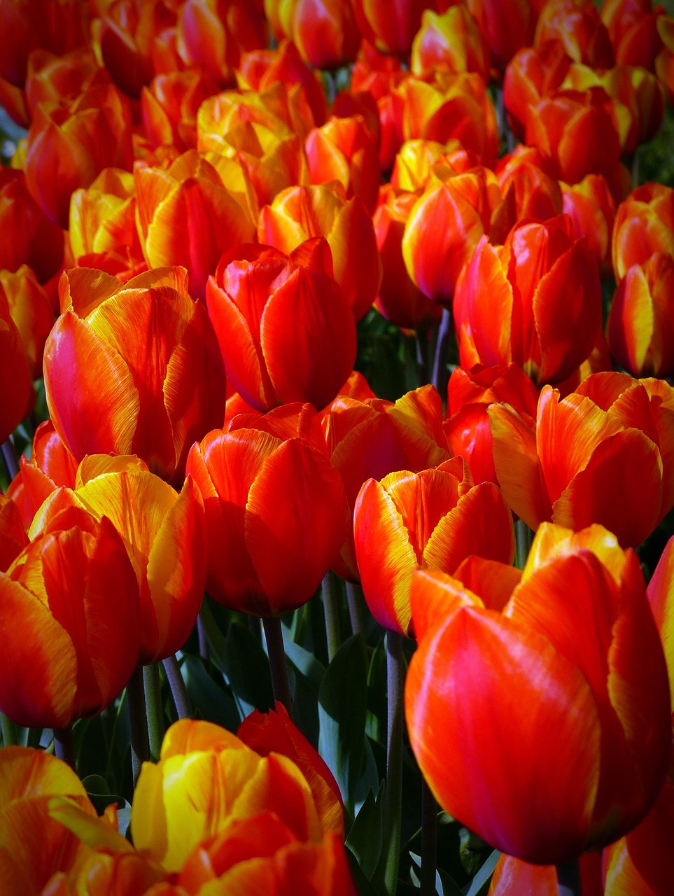 Tulipanes Flor Naranja - Foto gratis en Pixabay - Pixabay