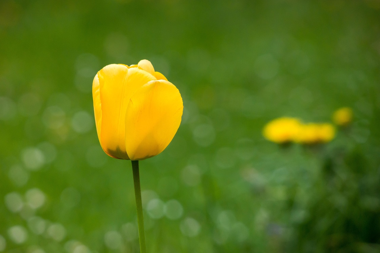 Bunga Tulp Padang Rumput Tanaman - Foto gratis di Pixabay - Pixabay