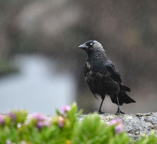 300+ Free Jackdaws & Bird Photos