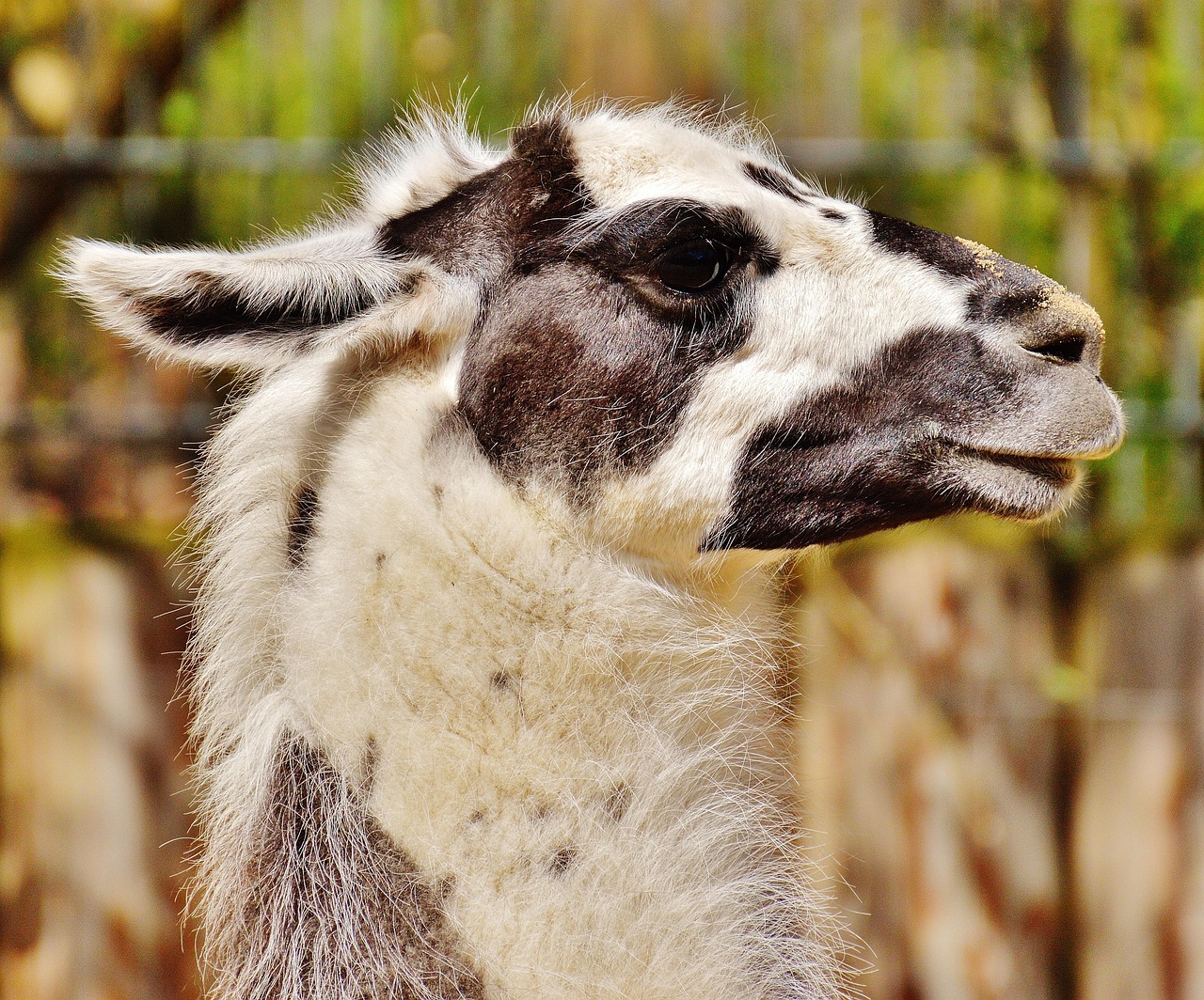 Lama Satwa Bulu - Foto gratis di Pixabay - Pixabay