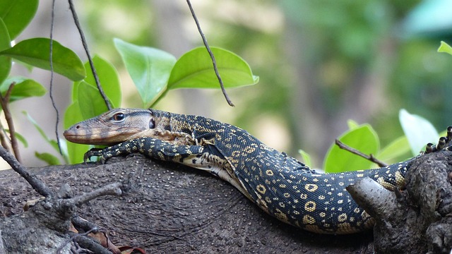 Water Monitor Lizard Animal - Free photo on Pixabay