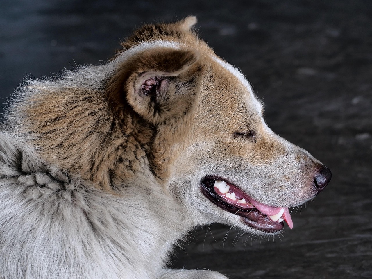 1,000+ Free Stray & Nature Images - Pixabay