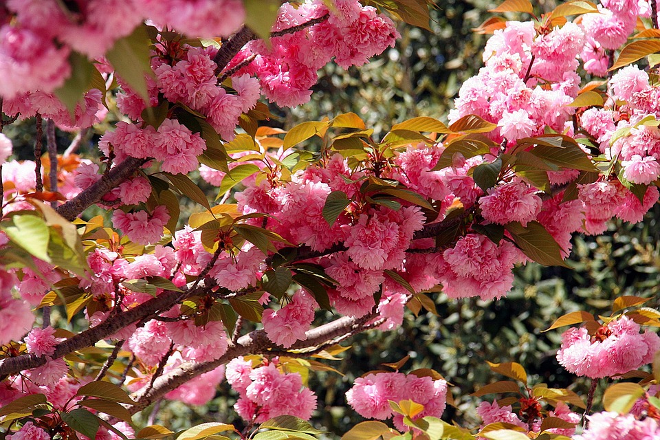 Japanese Cherry Flowers Spring To - Free photo on Pixabay
