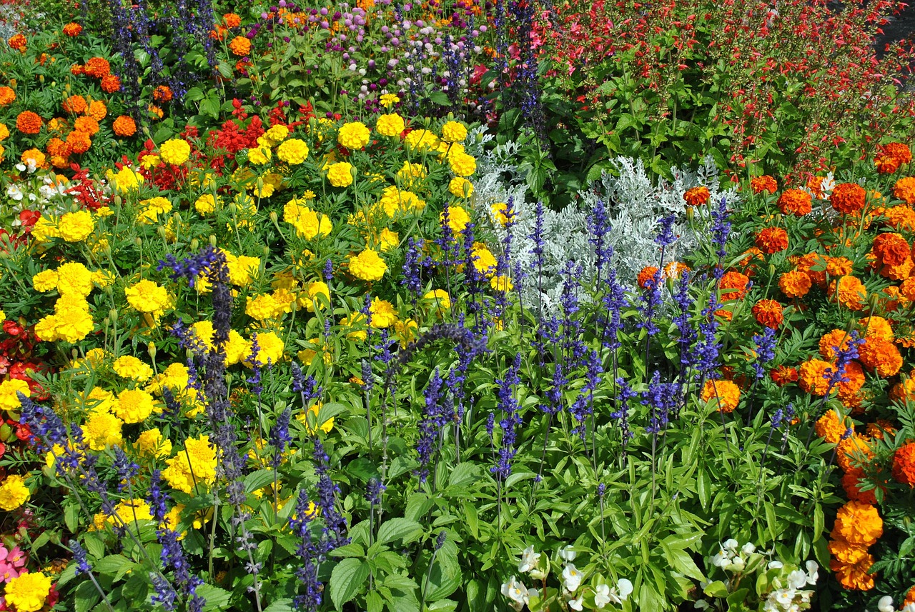 Fleurs Floraison Les Plantes - Photo gratuite sur Pixabay