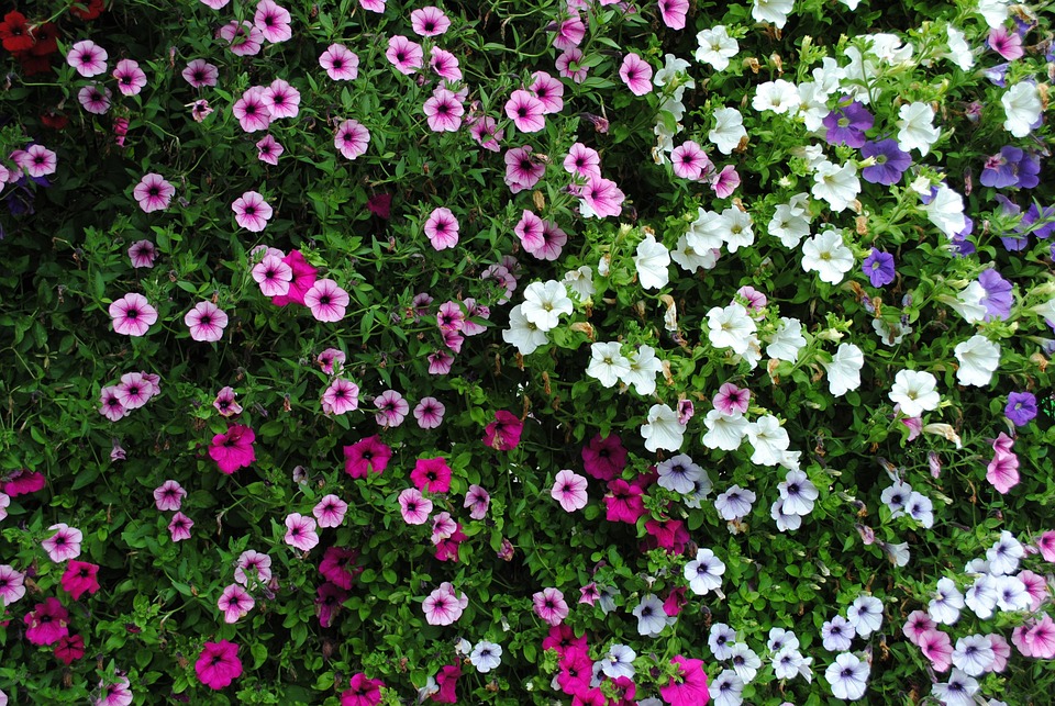 Flores Planta Petunia - Foto gratis en Pixabay - Pixabay