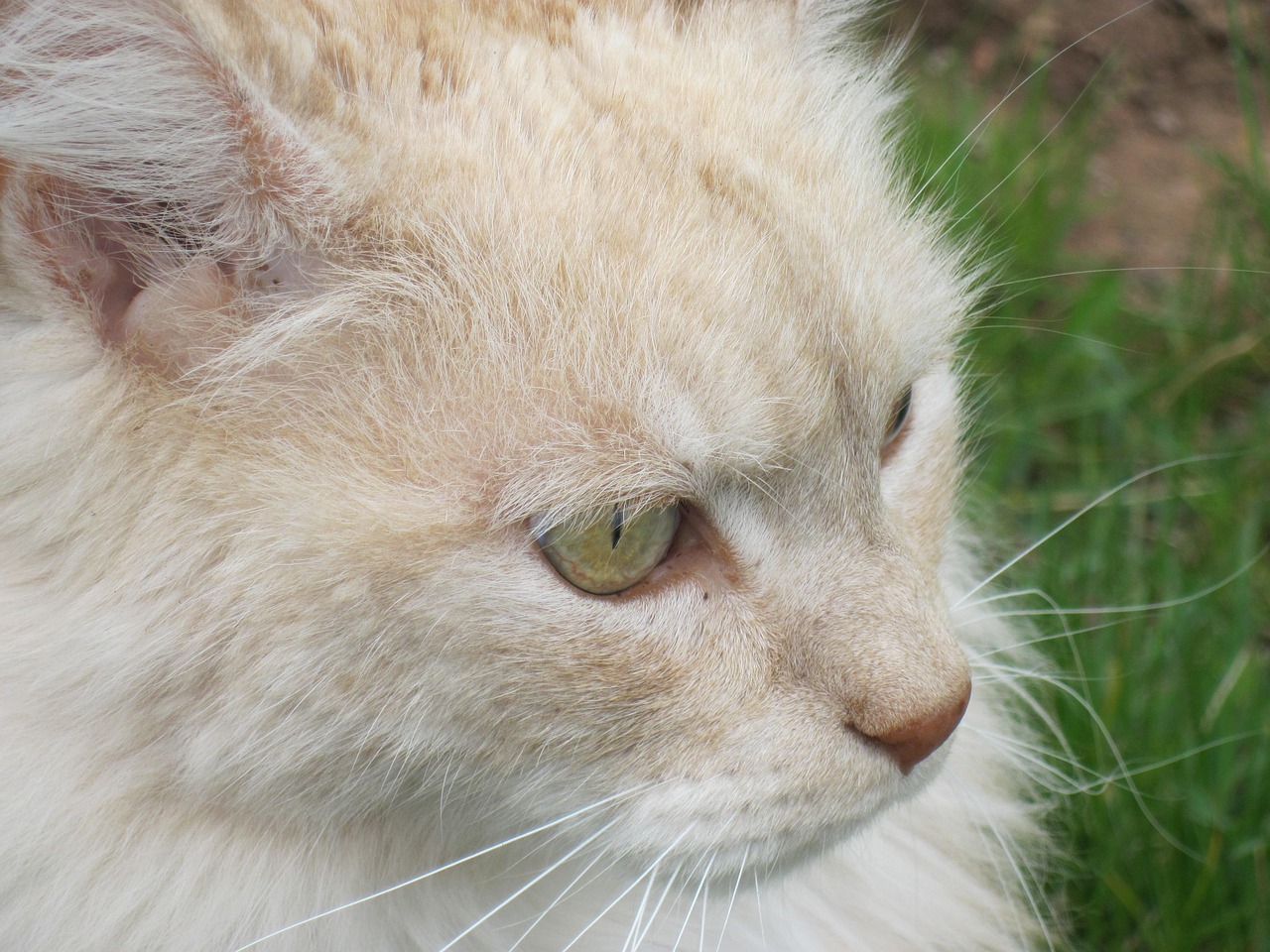 Cat Eyes Close Up - Free photo on Pixabay - Pixabay