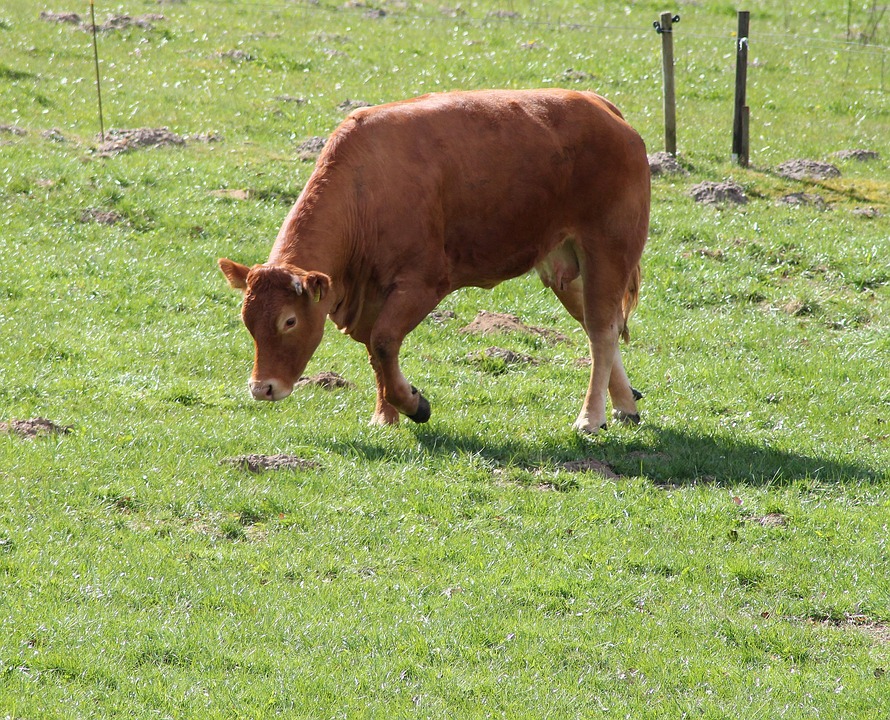 Vaca Animales Mascotas - Foto gratis en Pixabay - Pixabay