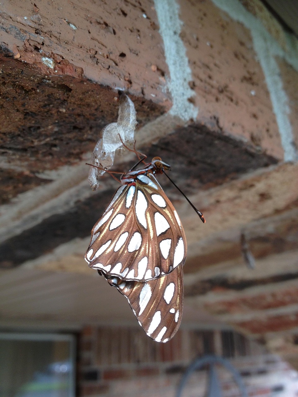 100+ Free Chrysalis & Cocoon Images - Pixabay