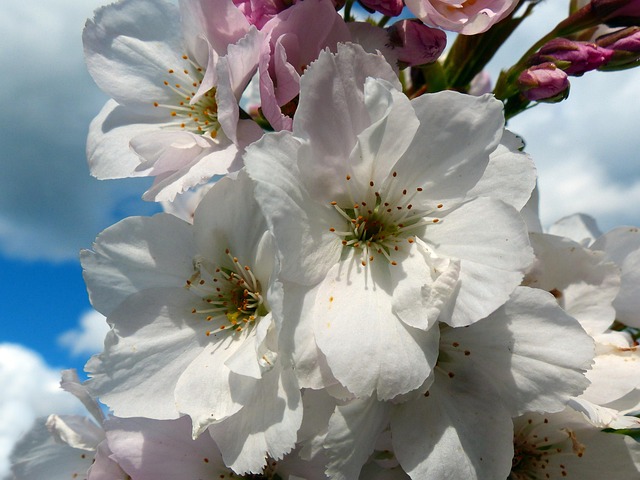 Column Cherry Japanese - Free photo on Pixabay - Pixabay