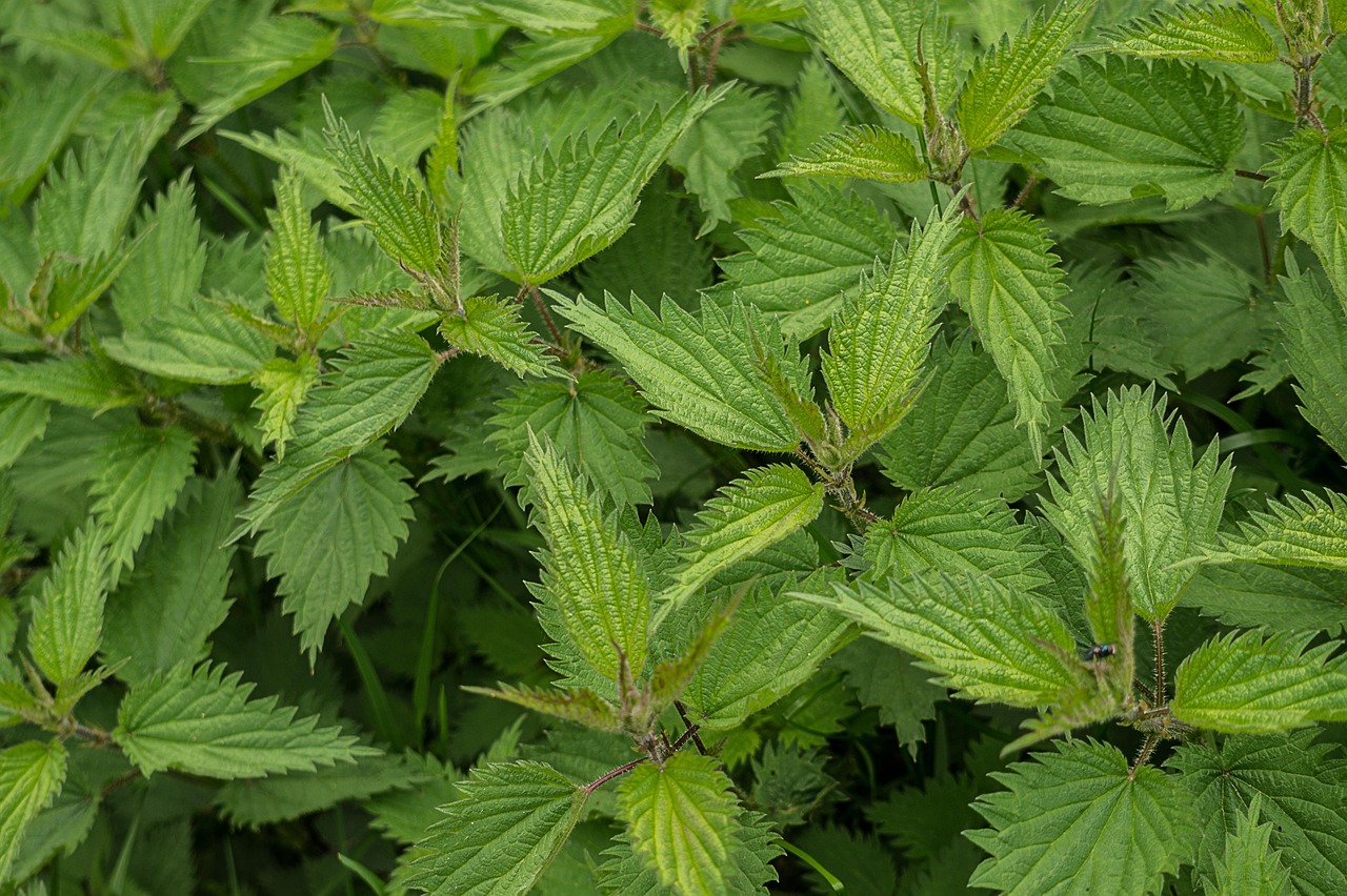 200,000+ Free Nettle Plant & Nettle Photos - Pixabay