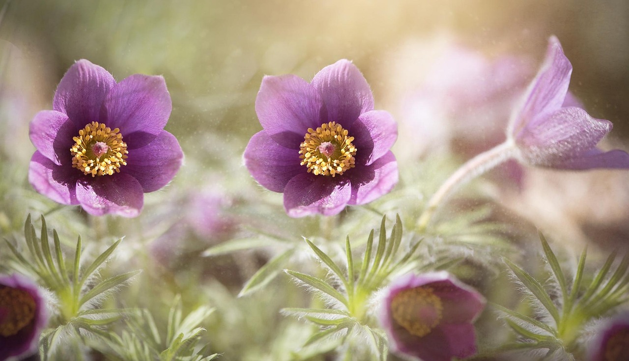Common Pasque Flower Pulsatilla - Free photo on Pixabay - Pixabay