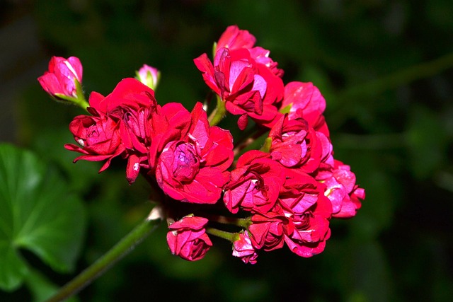Bunga-Bunga Kerenyam Bunga Indah - Foto gratis di Pixabay - Pixabay