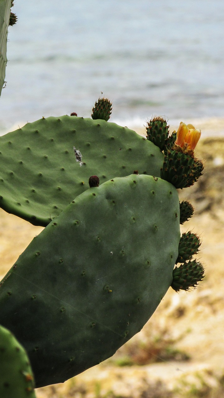 Higo Chumbo Planta Cactus - Foto gratis en Pixabay - Pixabay