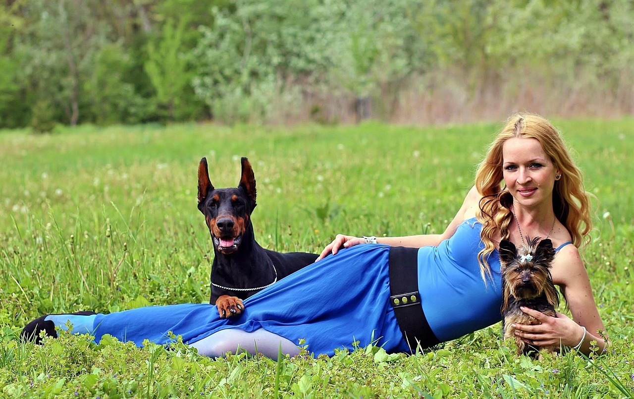 Hunde Dobermann Yorkie In Der - Kostenloses Foto auf Pixabay - Pixabay