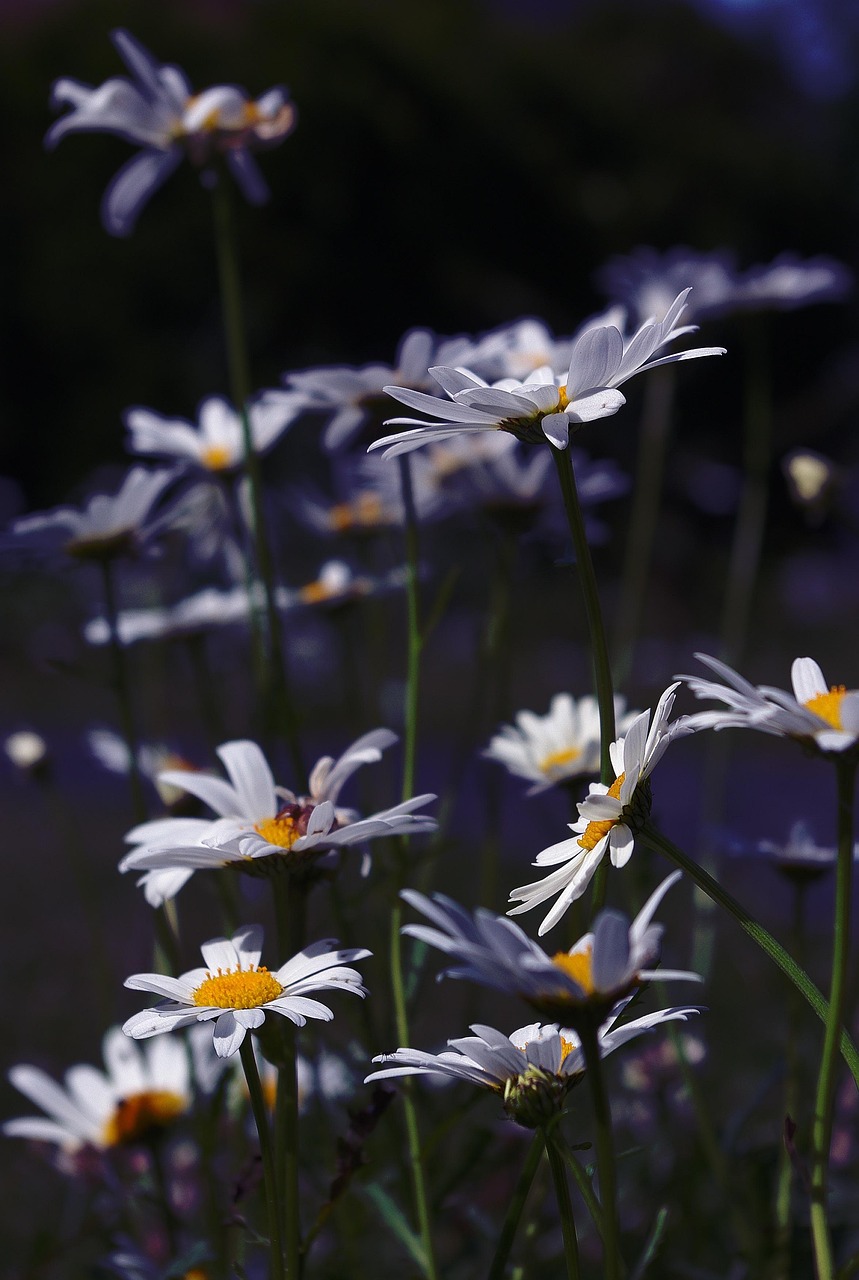 Marguerite Flower Plant - Free photo on Pixabay