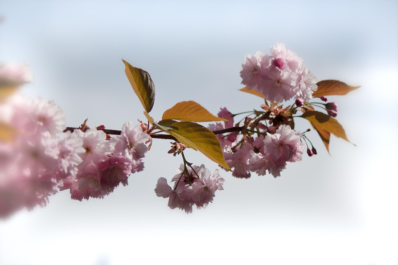 Japanese Cherry Blossom Prunus - Free photo on Pixabay - Pixabay