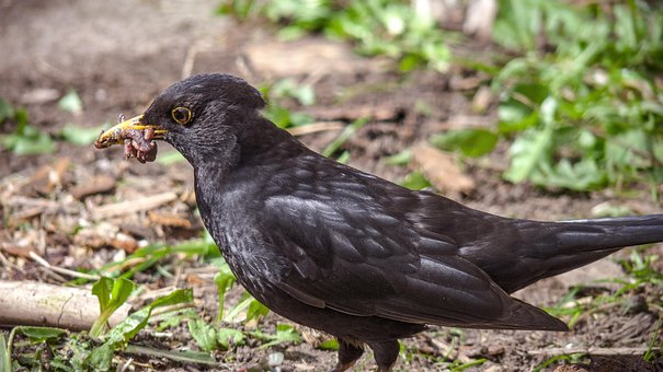 30+ Free Blackbird Singing & Blackbird Photos