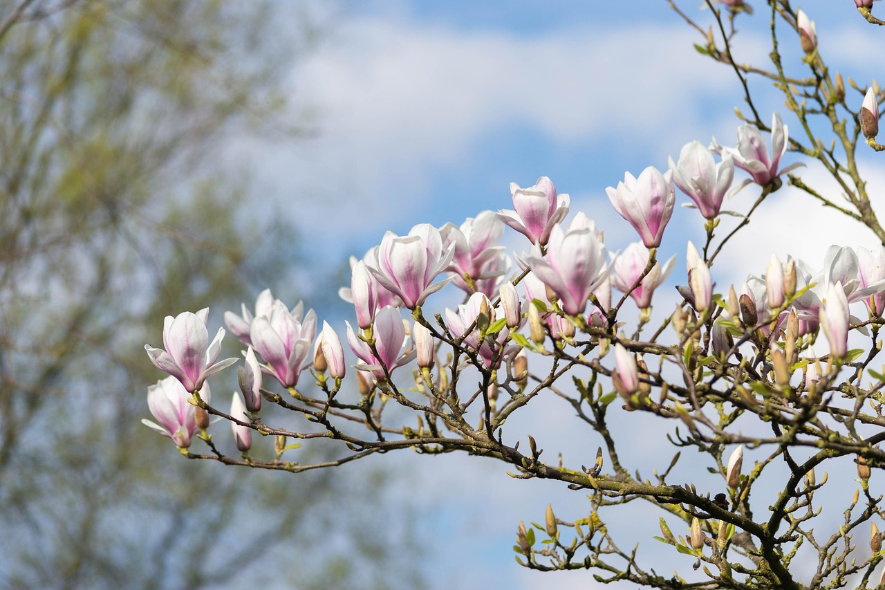 Magnolia Fleur Rose - Photo gratuite sur Pixabay - Pixabay