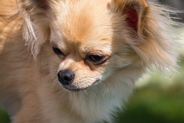 Chihuahua Hond Chiwawa · Gratis foto op Pixabay