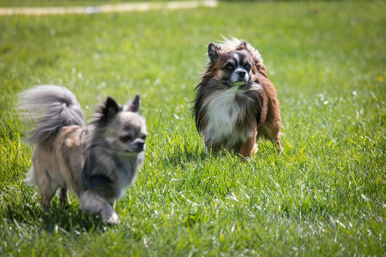 Chihuahua Perro Chiwawa - Foto gratis en Pixabay - Pixabay