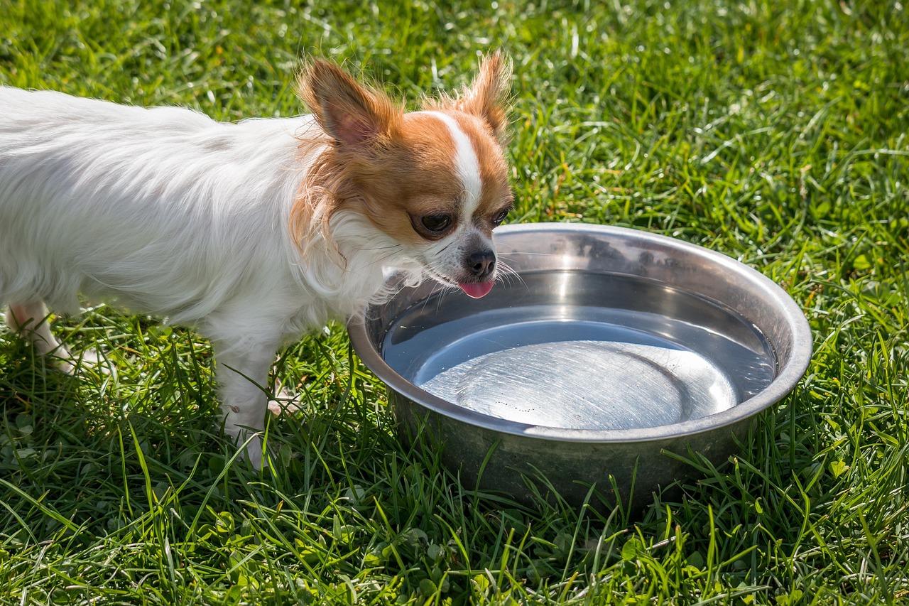 Chihuahua Dog Chiwawa - Free photo on Pixabay - Pixabay