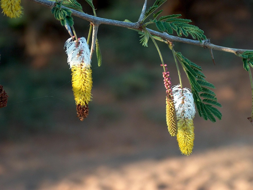 Flor Árbol Arena Sale - Foto gratis en Pixabay - Pixabay