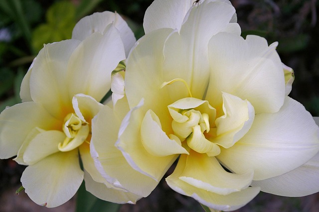 Tulip Putih Musim - Foto gratis di Pixabay - Pixabay
