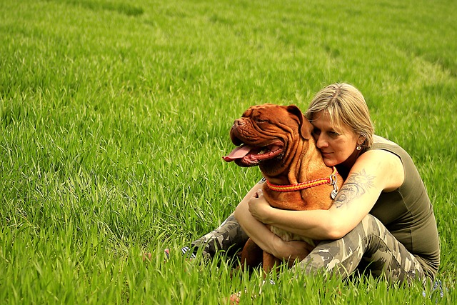 Bourgogne Chien Dogue - Photo gratuite sur Pixabay