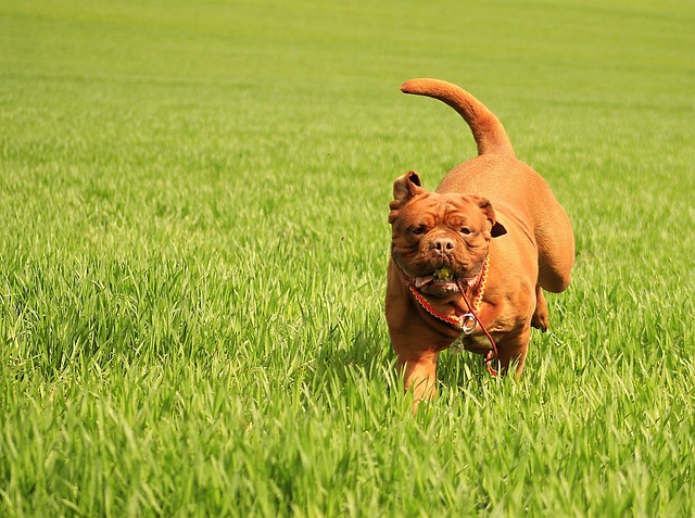 Bourgogne Chien Dogue - Photo gratuite sur Pixabay - Pixabay