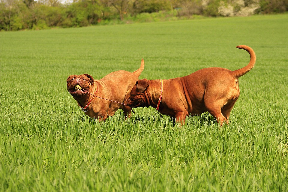 Burgundy Dog Dogue - Free photo on Pixabay - Pixabay