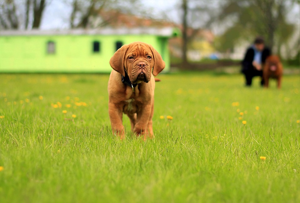Bourgogne Chien Dogue - Photo gratuite sur Pixabay